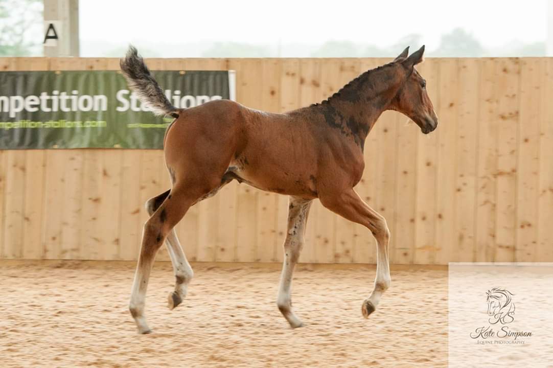 Stretton Hall Stud Dressage Foals for sale | Stretton Hall Stud